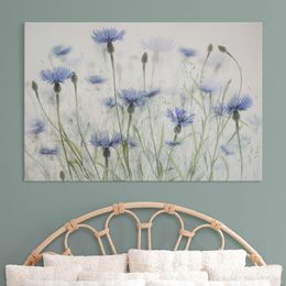 Akustikbild Kornblumen und Gr&auml;ser im Feld