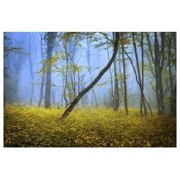 Fototapete papermoon "WALD-HERBST NATUR LANDSCHAFT B&Auml;UME NEBEL BAUM BLUMEN", bunt, B:3m L:2,23m, Vlies, Tapeten