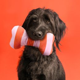IKEA UTS&Aring;DD Stoffspielzeug f&uuml;r Hunde
