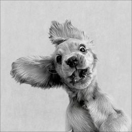 Pro Art Glasbild FUNNY DOG I