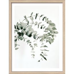Pro Art Gerahmtes Bild EUCALYPTUS