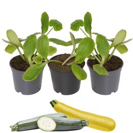 toom Zucchini-Mix gr&uuml;n, gelb 9 cm Topf, 3er-Set