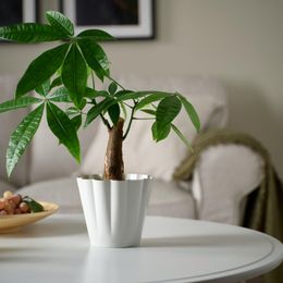 IKEA KVASTSPIREA &Uuml;bertopf