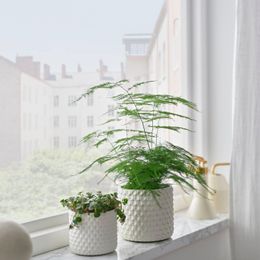 IKEA GLACI&Auml;RBJ&Ouml;RN &Uuml;bertopf