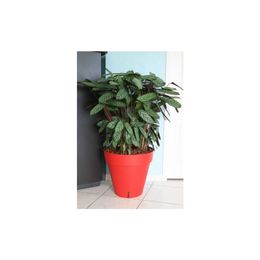 RIVIERA RIVIERA Loft Blumentopf mit Wasserreservoir &ndash; Rund &ndash; &Oslash; 50 x H 46 cm &ndash; Rot
