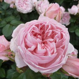 Nostalgische Strauchrose 'Cinderella ', 5 Liter, 3 starke Triebe, A-Qualit&auml;t Liefergr&ouml;&szlig;e: 3 starke Triebe, A-Qualit&auml;t