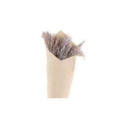 Chic Antique Fleur getrocknetes Pampagras Schilf L75 cm, creme skandinavische Deko Online Shop