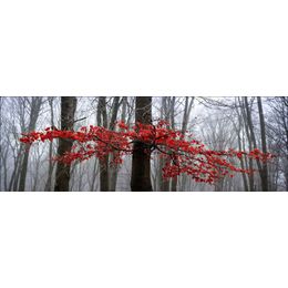 Pro Art Aludibondbild MYSTIC TREES II