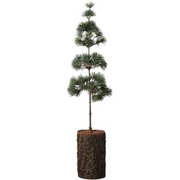 IB Laursen Zedernbaum k&uuml;nstlich aufgestammt mit Rindenfu&szlig; H&ouml;he 60, &Oslash; 10 cm skandinavische Deko Online Shop