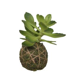 Chic Antique Fleur Sukkulente mit Moos Ball H10 cm, gr&uuml;n skandinavische Deko Online Shop