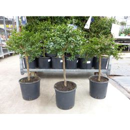 Kaviarlimette 65 - 75 cm gr&uuml;ner Kaviar Zitrusbaum Fingerlimette veredelt Premiumqualit&auml;t hergestellt auf Sizilien