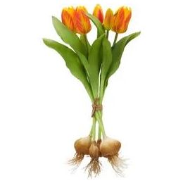 Kunsttulpe Creativ green "Tulpenbund", orange, H:40cm, Kunststoff, Kunstpflanzen, mit Zwiebeln