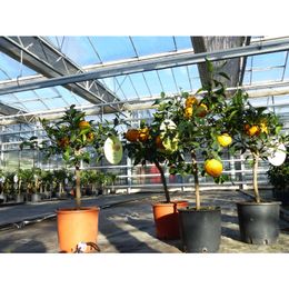 Citrus Yuzu 100 - 120 cm, Zitronenbaum Zitrone, japanische Zitrone, winterhart