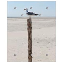 Garderobenpaneel queence "Wandgarderobe mit Motiv Foto einer M&ouml;we am Meer inkl. Edelstahlhaken", wei&szlig;, B:100cm H:120cm T:2,5cm, Acrylglas, Edelstahl, Garderobenpaneele, Garderobenpaneel, HD Premium Druck auf Acrylglas