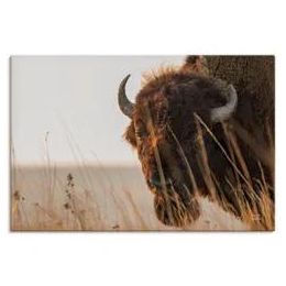 Wandbild Artland "Bison Sunset", farbe bild(er): braun, B:120cm H:80cm, Bilder, als Alubild, Leinwandbild, Poster, Wandaufkleber in verschied. Gr&ouml;&szlig;en