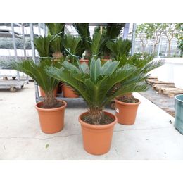 XL Premium Palmfarn 70 - 90 cm Cycas Revoluta Sagopalme Palme, innen + au&szlig;en