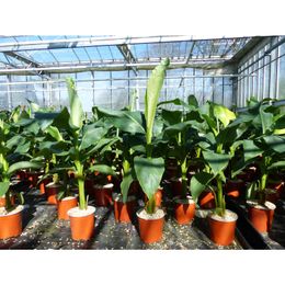 Bananenstaude Musa Basjoo 100 - 120 cm winterhart Staude japanische Faserbanane