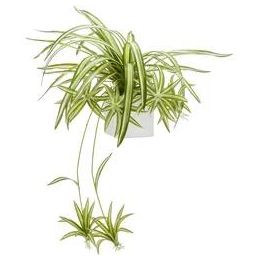 Kunstpflanze Creativ green "Gr&uuml;nlillie", gr&uuml;n, wei&szlig;, H:90cm, Kunststoff, Kunstpflanzen, Kunstpflanze, mit detailgetreuen Absenkern
