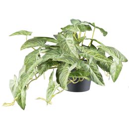 Kunstpflanze Creativ green "Alocasia", gr&uuml;n (gr&uuml;ncreme), H:40cm &Oslash;:24cm, Kunststoff, Kunstpflanzen, Kunstpflanze, mit naturgetreuem Blattwerk