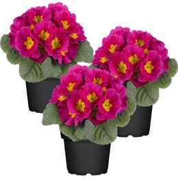 toom Primel pink 10,5 cm Topf 3er-Set