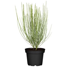 toom Besenginster gelb, 17 cm Topf