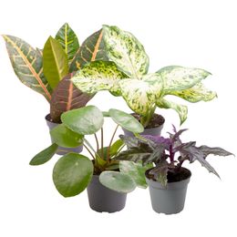 Gr&uuml;npflanzen Mini-Mix 'Standard' 6 cm Topf, 4er-Set