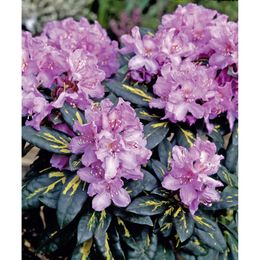 Rhododendron 'Goldflimmer', 23 cm Topf
