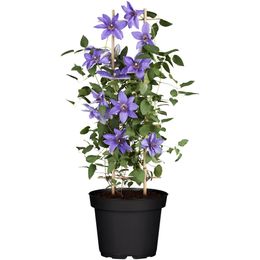 Clematis Standard blau 14 cm Topf