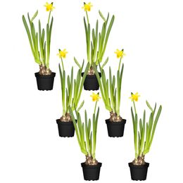 toom Narzisse 'T&ecirc;te &agrave; T&ecirc;te' 7 cm Topf, 6er-Set