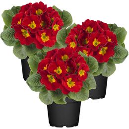 toom Primel rot 10,5 cm Topf 3er-Set