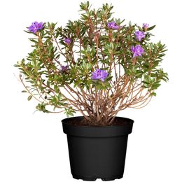 toom Zwerg-Rhododendron 'Azurika' violett/blau 17 cm Topf