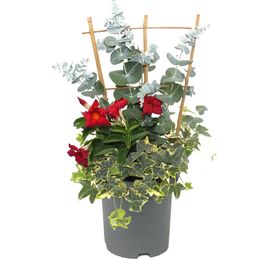 Mischbepflanzung am Spalier 17 cm Topf
