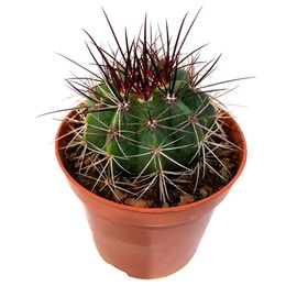 Kaktus verschiedene Sorten 8,5 cm Topf