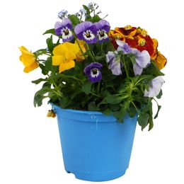 Fr&uuml;hlingstrio 'Spring Deluxe' 13 cm Topf