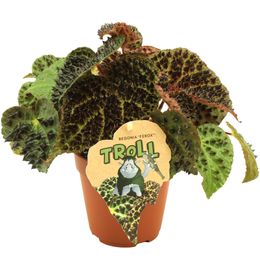 Blattbegonie 'Troll' 12 cm Topf