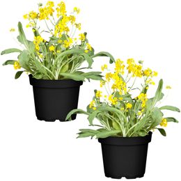toom Felsen-Steinkraut 'Summit' gelb 13 cm Topf, 2er-Set