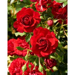 toom Courtyard Kletterrosen 'G&ouml;tterfunken Courtyard Poulcy014', 21 cm Topf dreigest&auml;bt