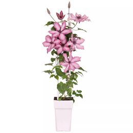 Clematis Standard rosa 14 cm Topf