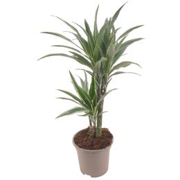toom Drachenbaum gr&uuml;n 17 cm Topf