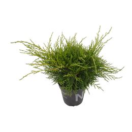 toom Konifere flach gelb 12 cm Topf