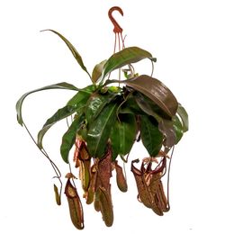 toom Kannenpflanze "Maxima", 20 cm Ampel