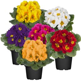 toom Primel bunt sortiert 10,5 cm Topf 6er-Set