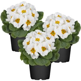 toom Primel wei&szlig; 10,5 cm Topf 3er-Set