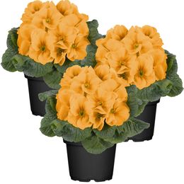 toom Primel orange 10,5 cm Topf 3er-Set