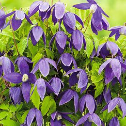 toom Clematis 'blau' 14 cm Topf