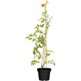 toom Trompetenblume 'Madame Galen' orange/rot 14 cm Topf
