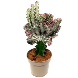Wolfsmilch lactea cristata verschiedene Farben 12 cm Topf