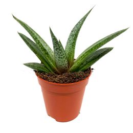 Aloe verschiedene Sorten 5,5 cm Topf