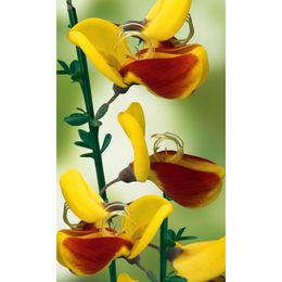 toom Besenginster gelbrot, 12 cm Topf