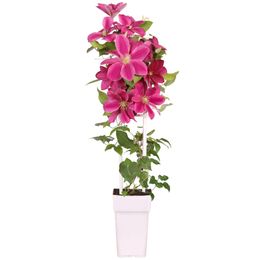 Clematis Standard rot 14 cm Topf